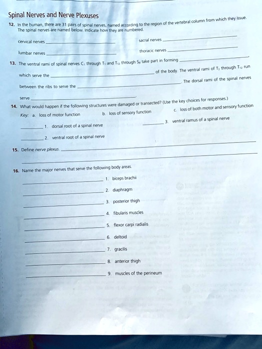 SOLVED: Spinal Nerves and Nerve Plexuses The spinal nerves are named ...