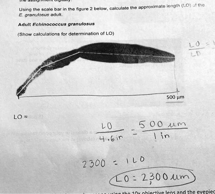 Using the scale bar in the figure 2 below, calculate the approximate length (LO) of the E ...