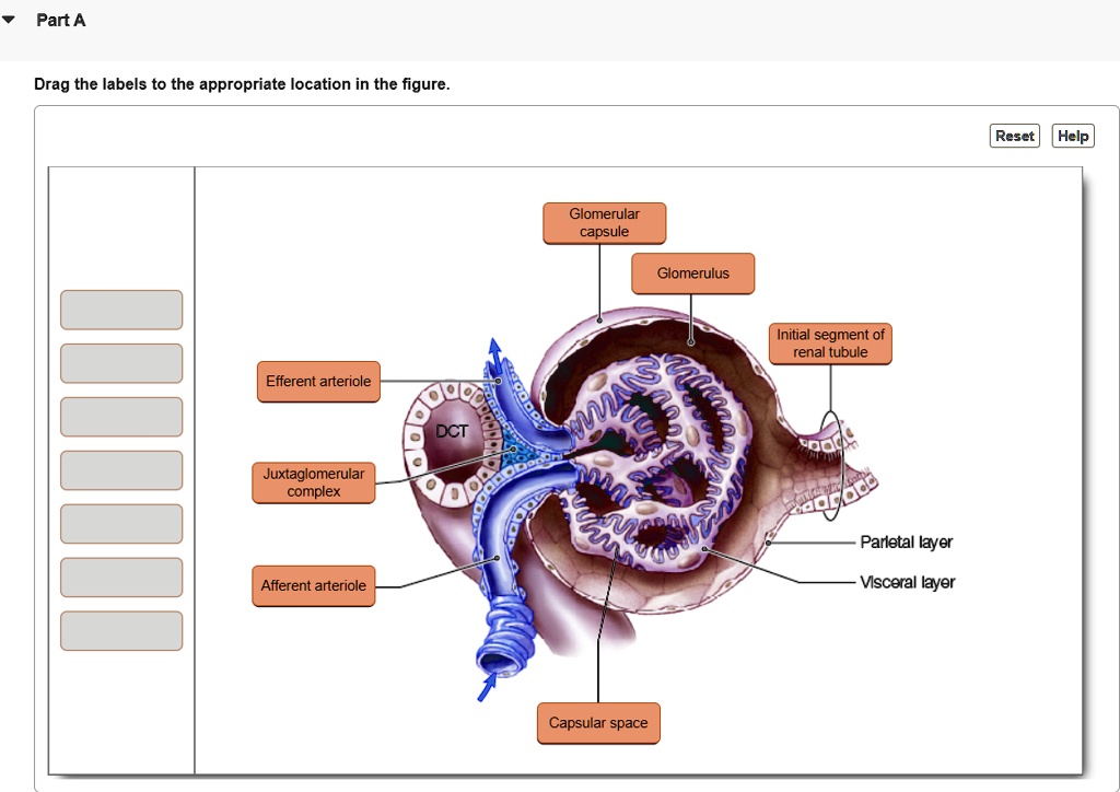 Part A Drag the labels to the appropriate location in the figure ...