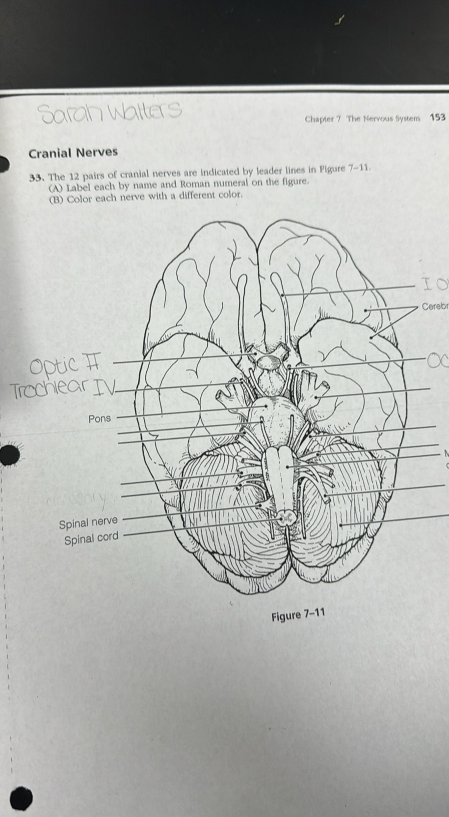 Sarah Walters Chapter 7 The Nervous System 153 Cranial Nerves 33. The ...
