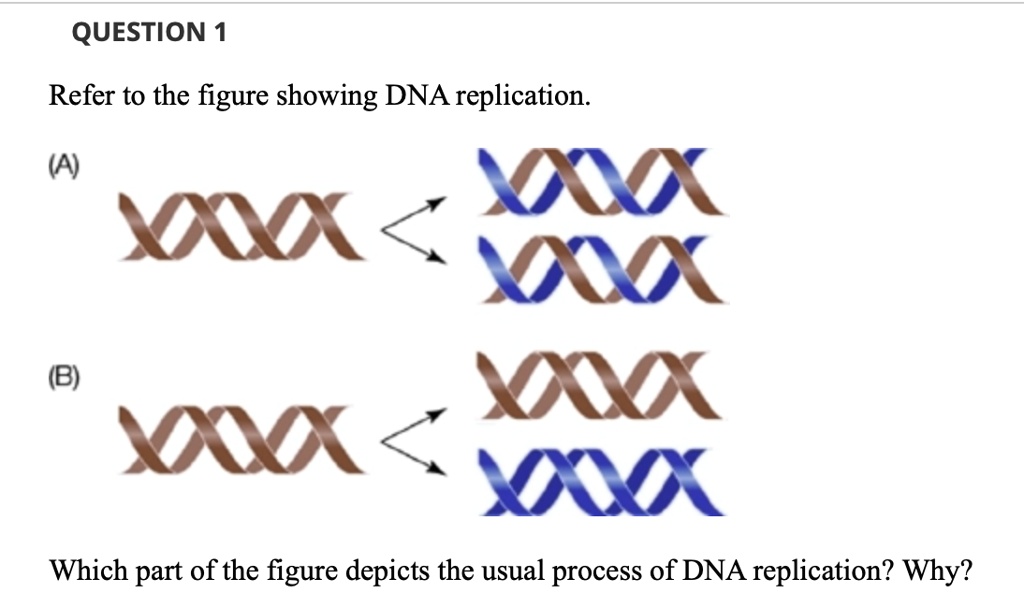 QUESTION 1 Refer to the figure showing DNA replication. (A) XXXX