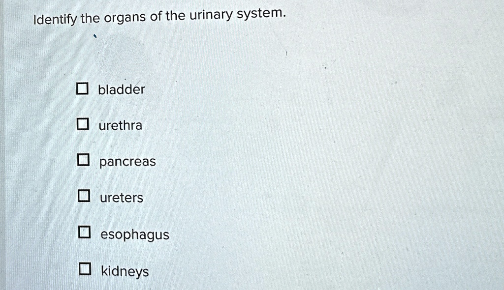 Identify the organs of the urinary system. ? bladder ? urethra ...