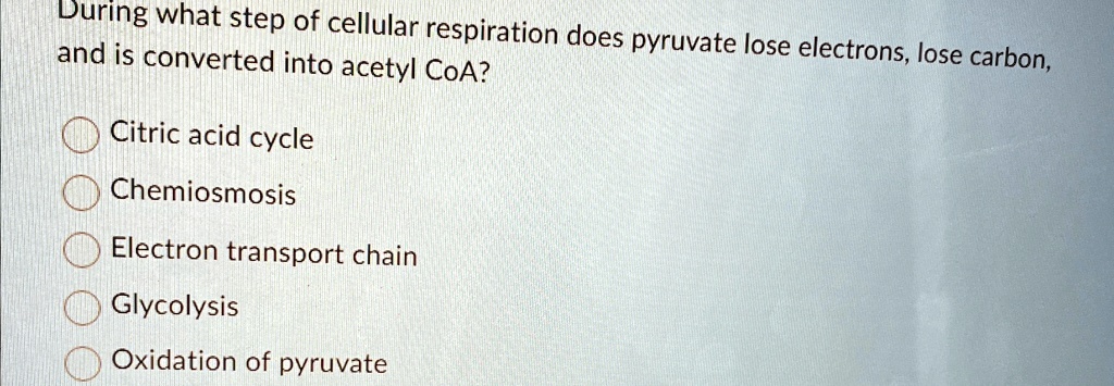 During what step of cellular respiration does pyruvate lose electrons ...