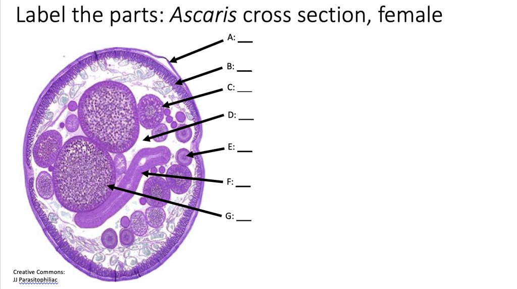 label the parts ascaris cross section female a creative commons ...