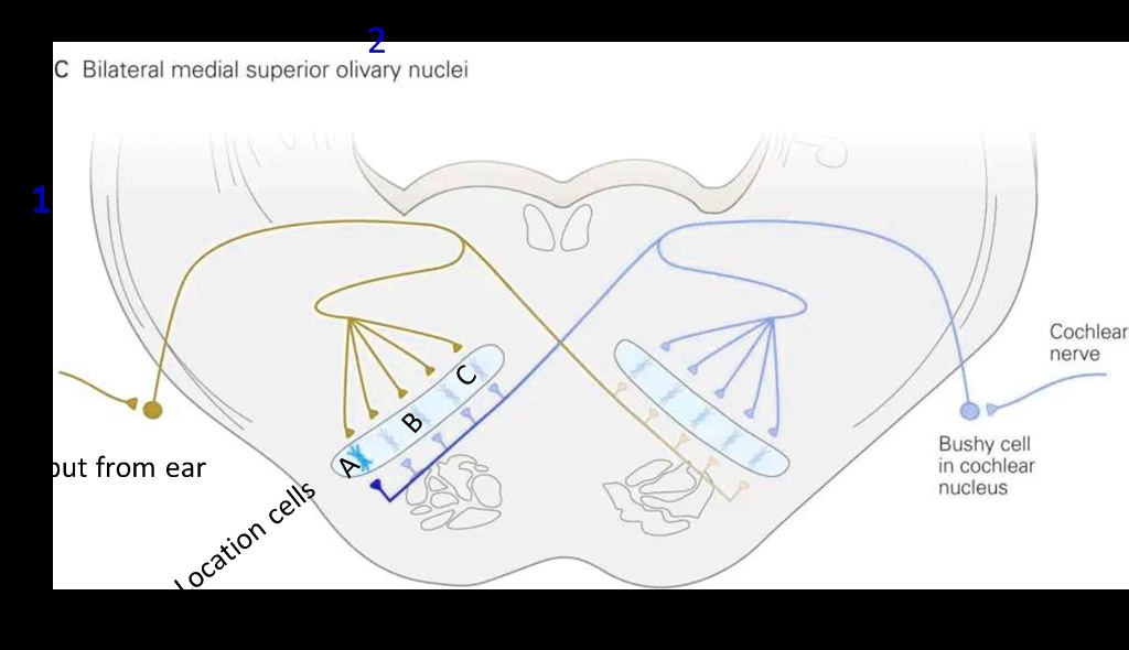 SOLVED: the mechanism for sound localization in the medial super ...