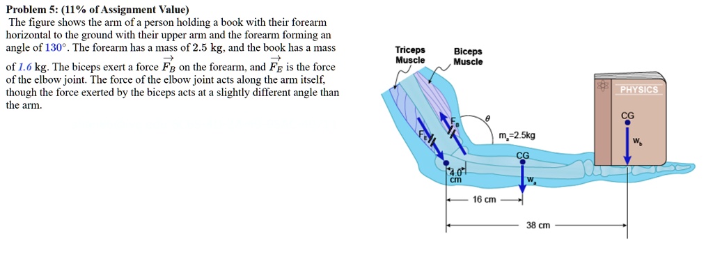 [GET ANSWER] problem 5 11 of assignment value the figure shows the arm of a person holding a ...