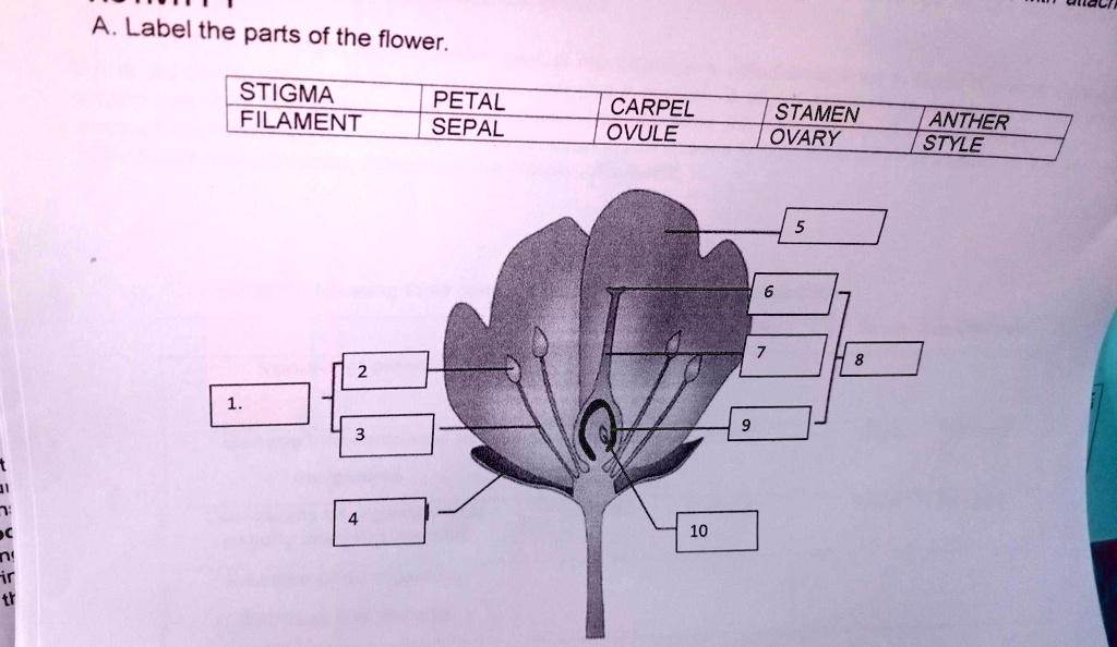 SOLVED: Label the parts of the flower. STIGMA FILAMENT PETAL SEPAL CARPEL OVULE STAMEN OVARY ...
