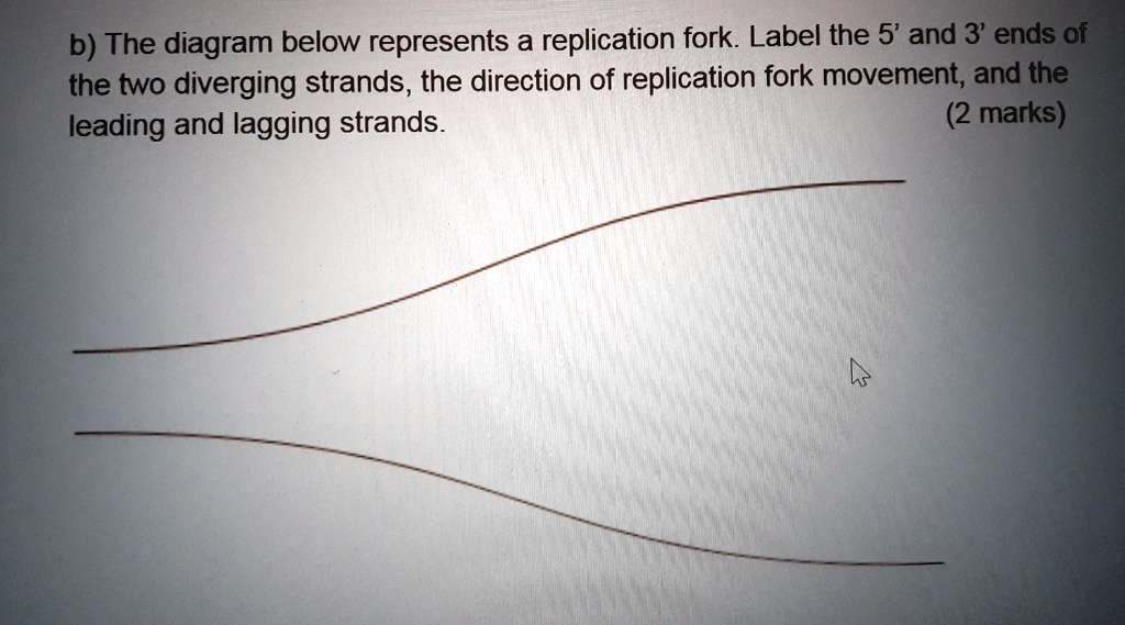 assignmentthe diagram below represents a replication fork b the diagram ...