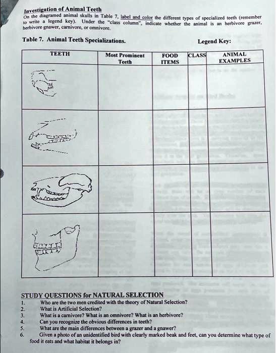 Investigation of Animal Teeth On the diagramed animal skulls in Table 7 ...