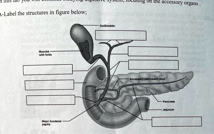 SOLVED: Please help me label this diagram on the accessory organs ...