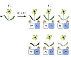 SOLVED: you designate the forked mutant allele as F wild type =f* and ...