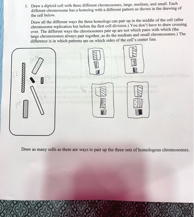 draw diploid cell with three different chromosomes large medium and ...