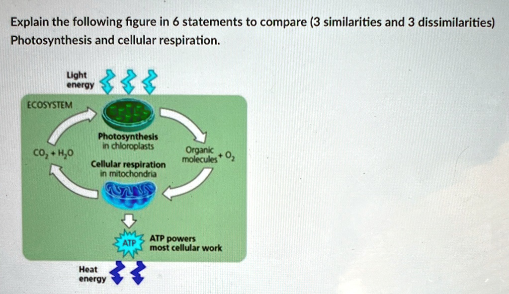 explain the following figure in 6 statements to compare 3 similarities ...