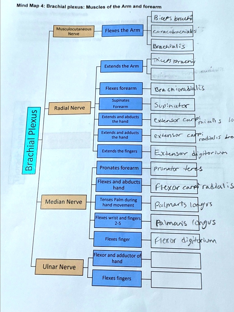 SOLVED: Mind Map 4: Brachial plexus: Muscles of the Arm and forearm Biceps brachii ...