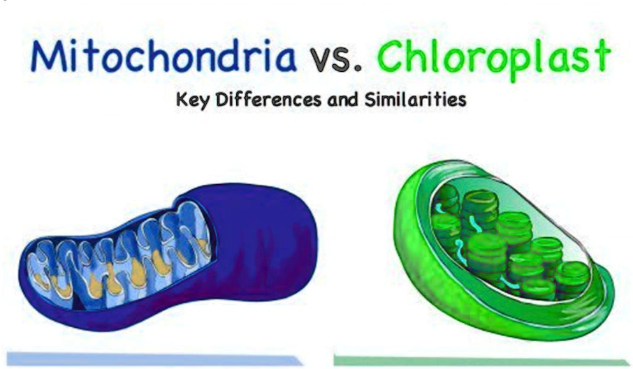 SOLVED: 'the function of both of the organelles pictured below ...