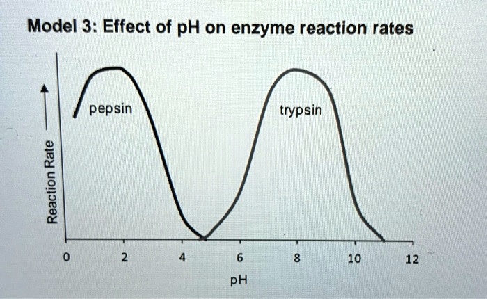 SOLVED: Model 3: Effect of pH on enzyme reaction rates pepsin trypsin 1 ...