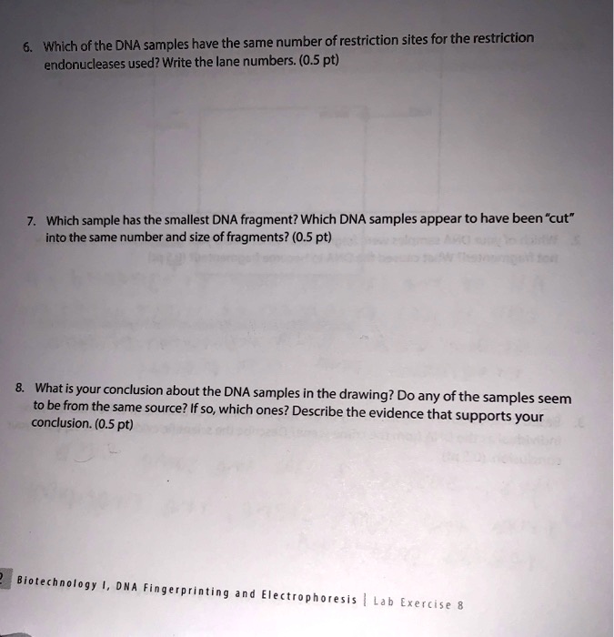 which of the dna sarples have the same number of restriction sites for ...