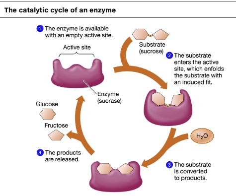 the catalytic cycle of an enzyme the enzyme available with a empty ...