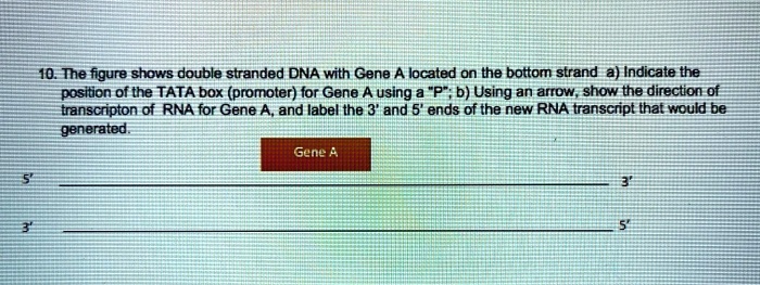 10. The figure shows double stranded DNA with Gene A located on the ...