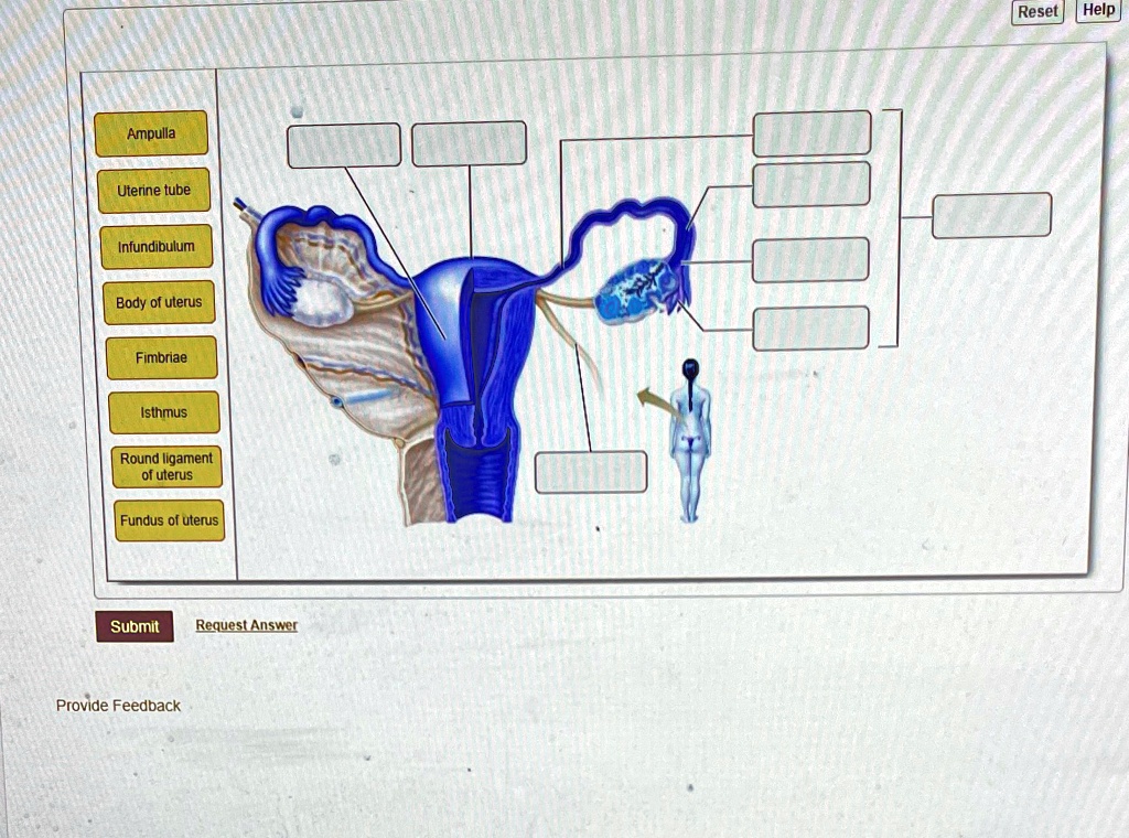 label reset help ampulla uterine tube infundibulum e7 body of uterus ...