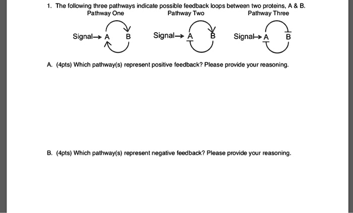 SOLVED: The following three pathways indicate possible feedback loops ...