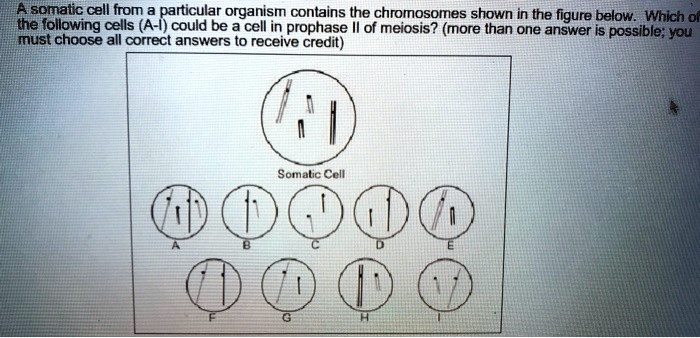 the somatic cell from ta rarocidae organism contains the chromosomes ...