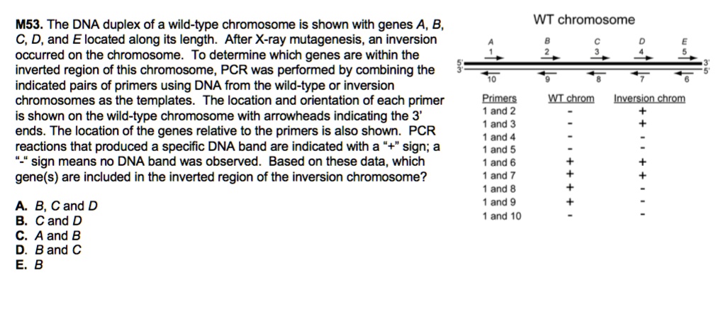 SOLVED: M53. The DNA duplex of a wild-type chromosome is shown with ...