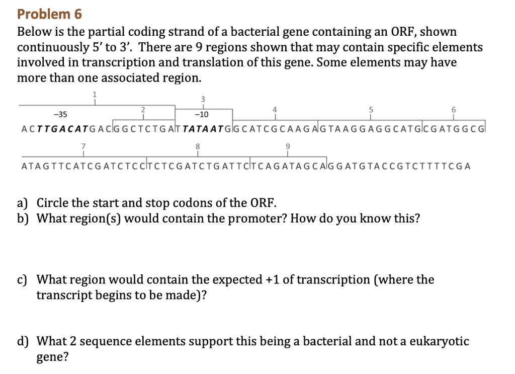SOLVED: Problem 6: Below is the partial coding strand of a bacterial ...