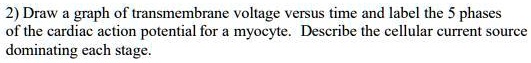2) Draw a graph of transmembrane voltage versus time and label the 5 ...