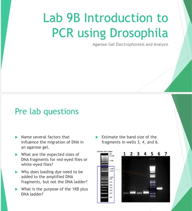 lab 9b introduction to pcr using drosophila agarose gel electrophoresis and analysis pre lab ...