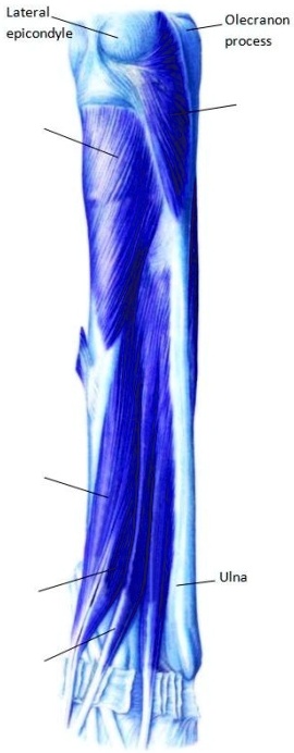 SOLVED: Muscles, retinacula and structures of the forearm and wrist