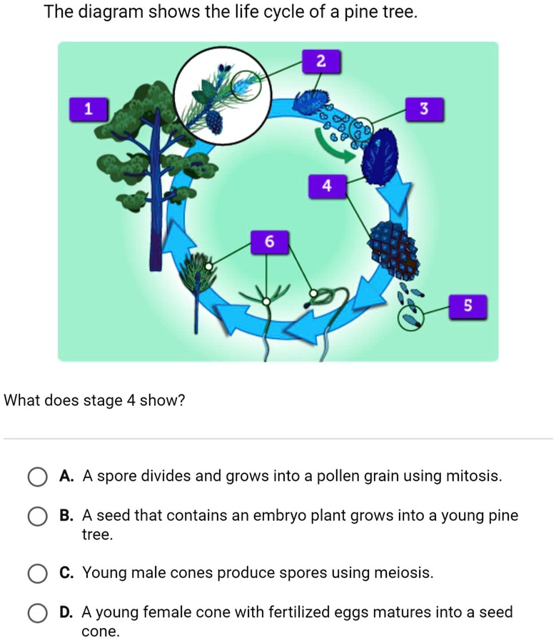 SOLVED: 'EXPERT HELP EXPLAIN THE ANSWER: The diagram shows the life ...