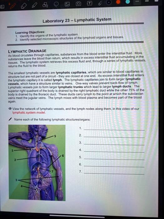 t laboratory 23 lymphatic system learning objectives 1identify the ...