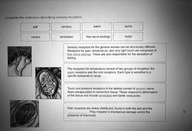 Complete the sentences describing sensory receptors. soft sensory warm ...