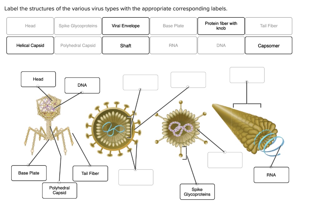 Label the structures of the various virus types with the appropriate ...