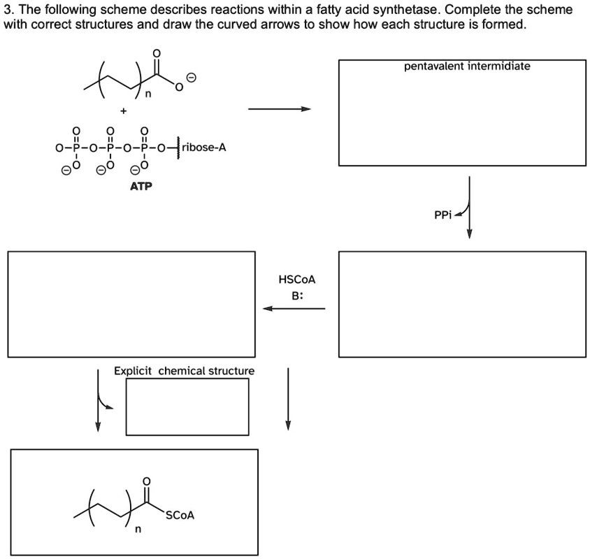 The following scheme describes reactions within a fatty acid synthetase ...