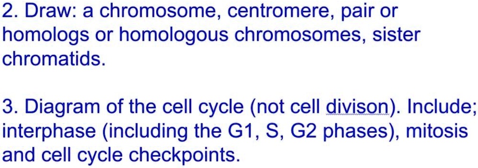 2. Draw: a chromosome, centromere, pair or homologs or homologous ...