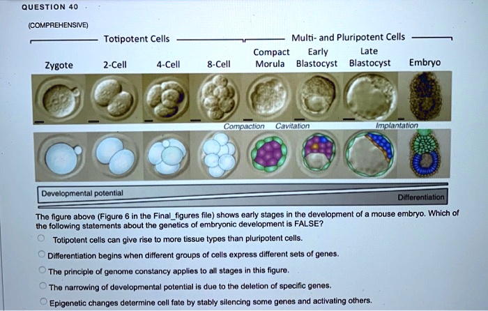 SOLVED: QUESTION 40 (COMPREHENSIVE) Totipotent Cells Multi- and ...