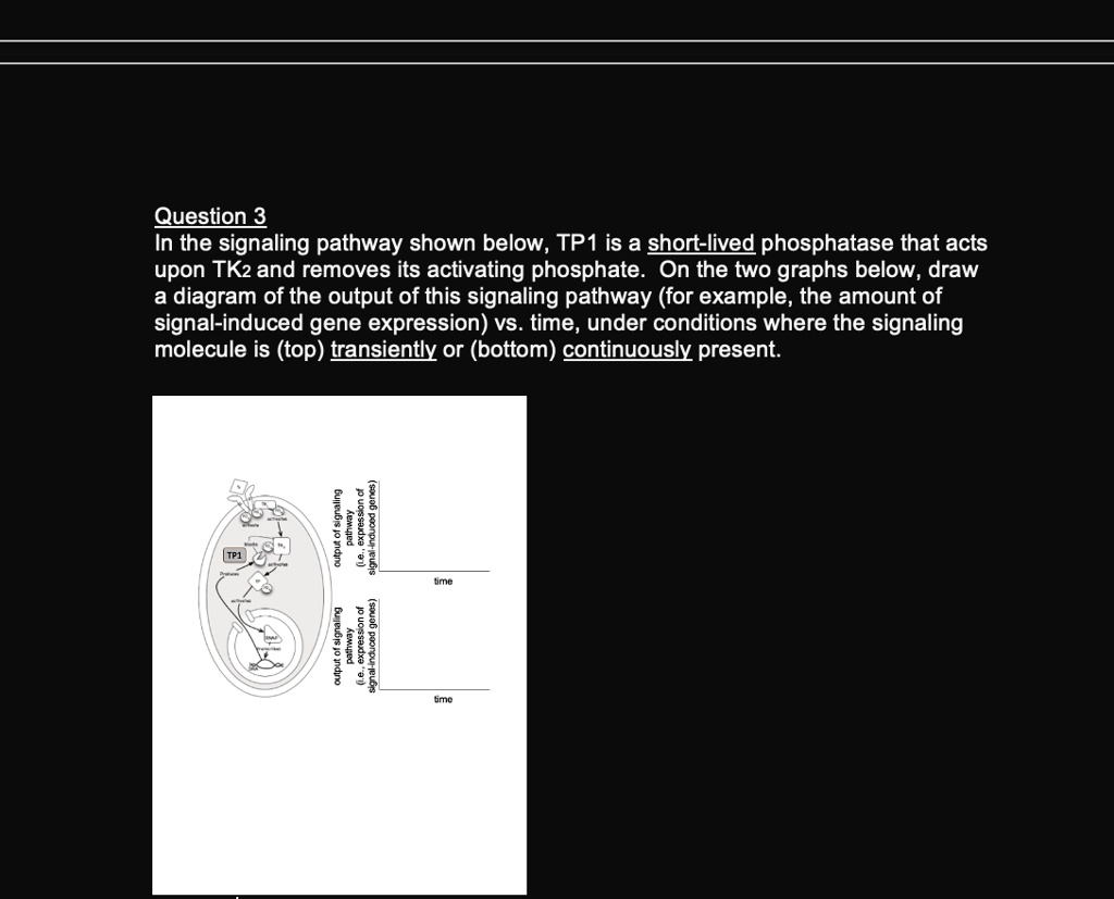 SOLVED: Question 3: In the signaling pathway shown below, TP1 is a ...