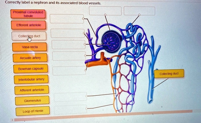 Correctly label a nephron and its associated blood vessels. Proximal ...