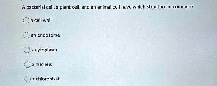 SOLVED: A bacterial cell; a plant cell; and an animal cell have which ...