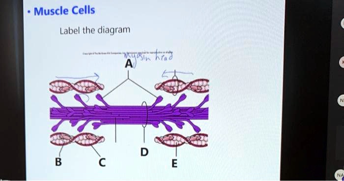 SOLVED: Muscle Cells Label the diagram