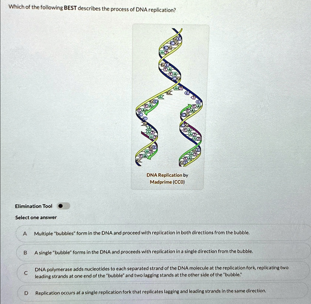 SOLVED: Which of the following BEST describes the process of DNA ...