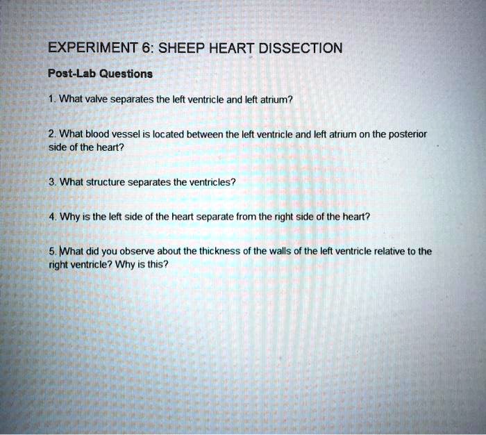 SOLVED: EXPERIMENT 6: SHEEP HEART DISSECTION Post-Lab Questions 1. What ...