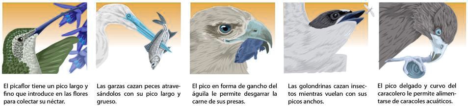 Hoja De Trabajo Sobre Las Adaptaciones Del Pico De Las Aves