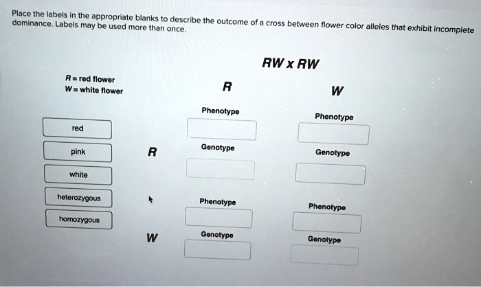 SOLVED: Place the labels the appropriate blanks dominance: Labels may ...