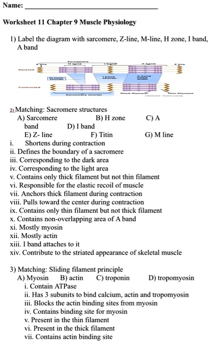 Name: Worksheet 11 Chapter 9 Muscle Physiology 1) Label the diagram ...