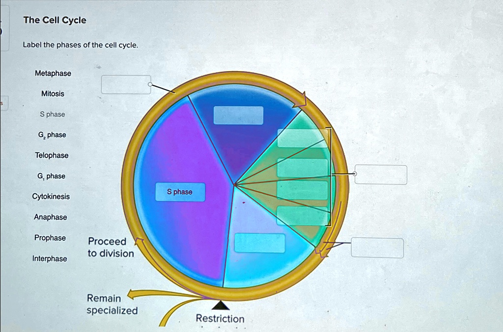 SOLVED: The Cell Cycle Label the phases of the cell cycle. The Cell ...