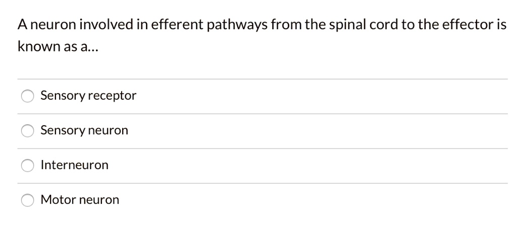 SOLVED: A neuron involved in efferent pathways from the spinal cord to ...