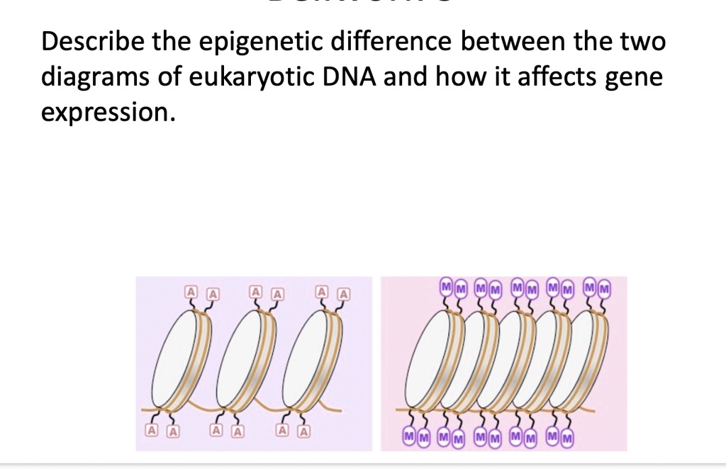 SOLVED: Describe the epigenetic difference between the two diagrams of eukaryotic DNA and how it ...
